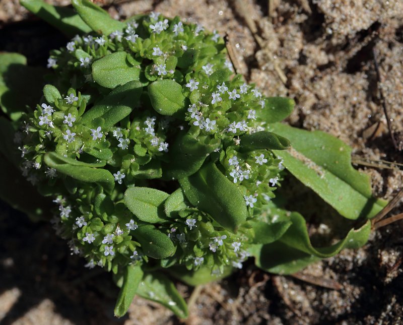 Valerianella locusta (Common Cornsalad) - Hugh Knott