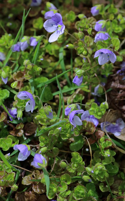 Veronica filiformis (Slender Speedwell) - Hugh Knott