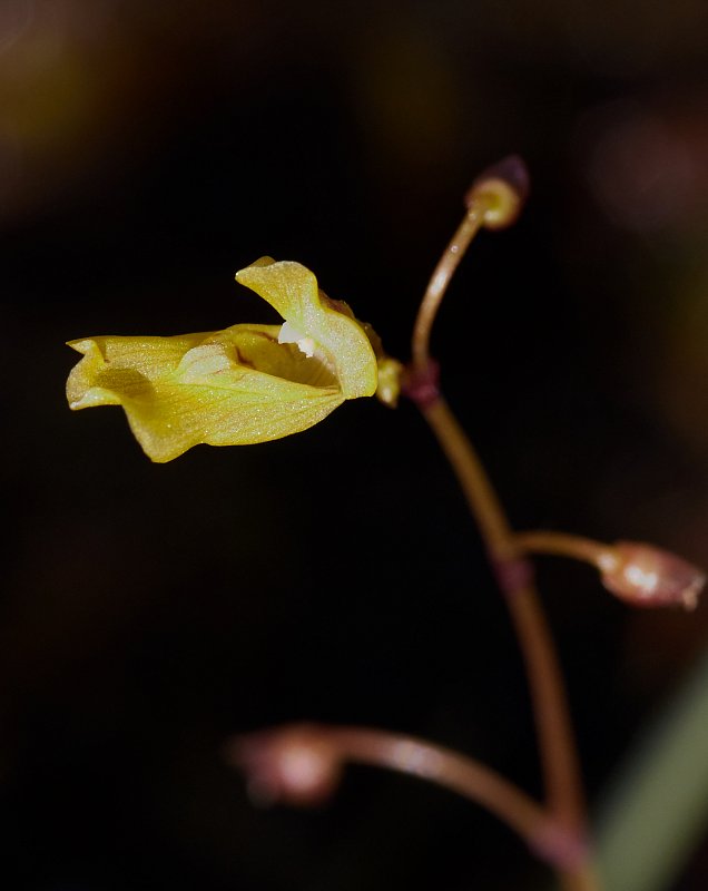 Utricularia minor (Lesser Bladderwort) - Hugh Knott
