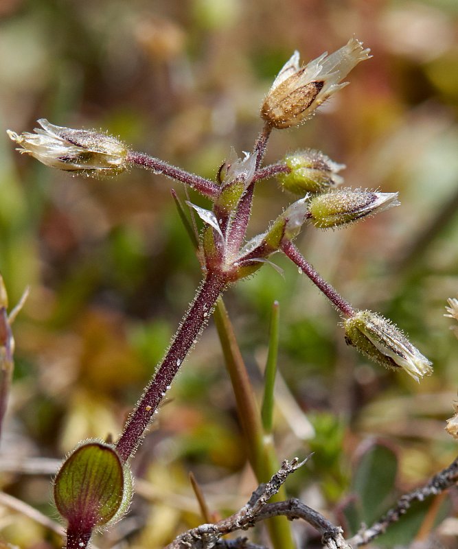 Cerastium semidecandrum (Little Mouse-ear) - Hugh Knott