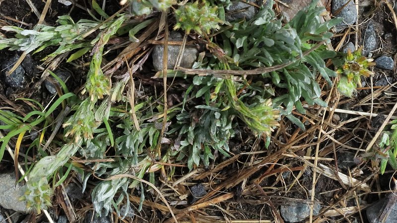 Filago vulgaris (Common Cudweed) - Hugh Knott