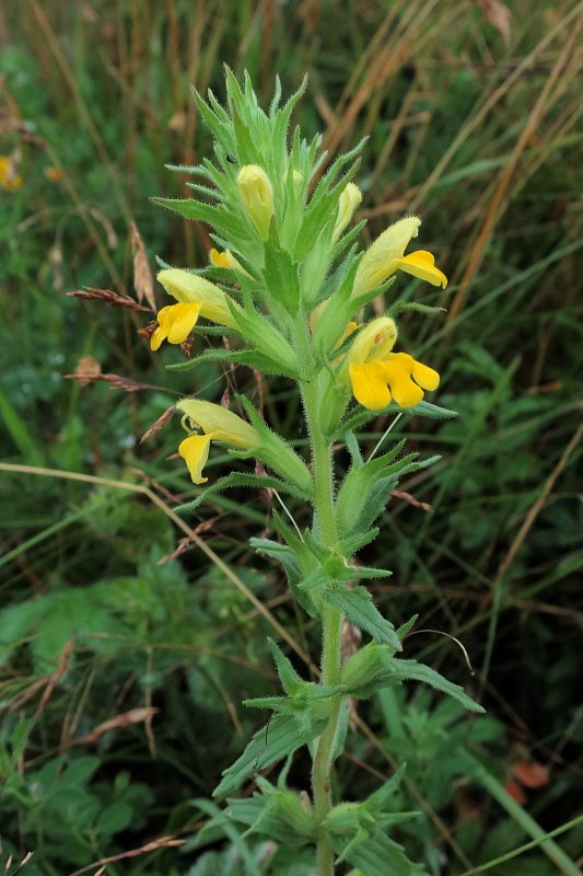 Parentucellia viscosa (Yellow Bartsia) - Hugh Knott