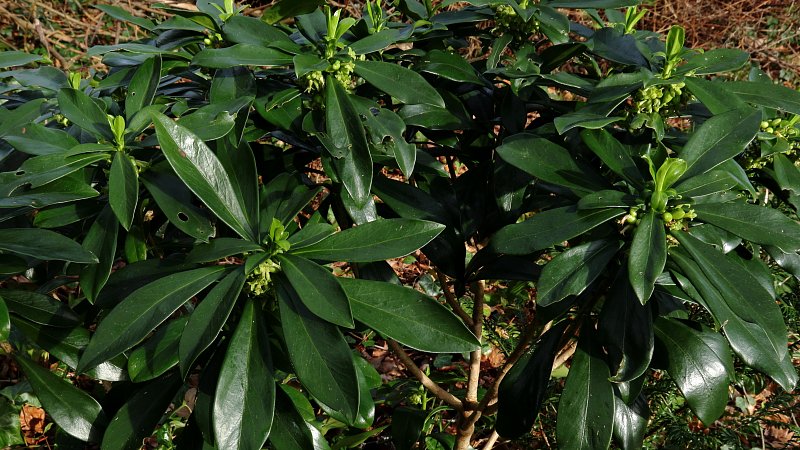 Daphne laureola (Spurge-laurel) - Hugh Knott